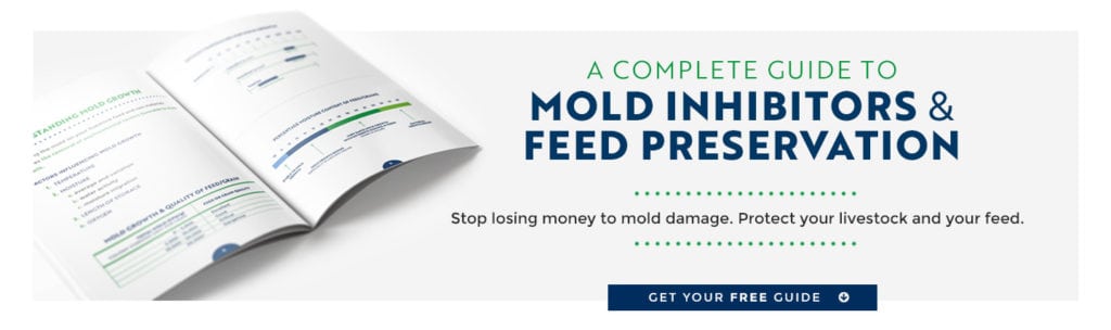 Bentoli - Envision Creative