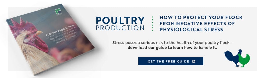 Bentoli - Envision Creative