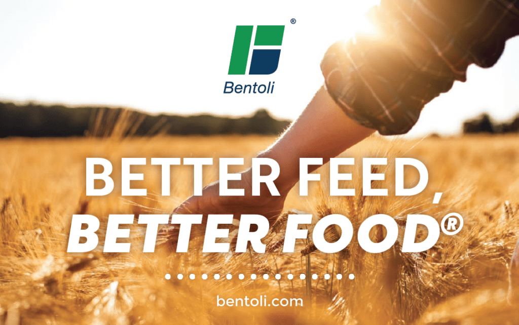 Bentoli - Envision Creative